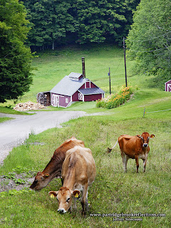 Getting it Right in the Digital Camera : Cows Gone Wild